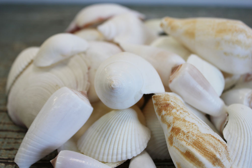 Seashell Mixes - Shell Baskets & Assortments - California Seashell Co