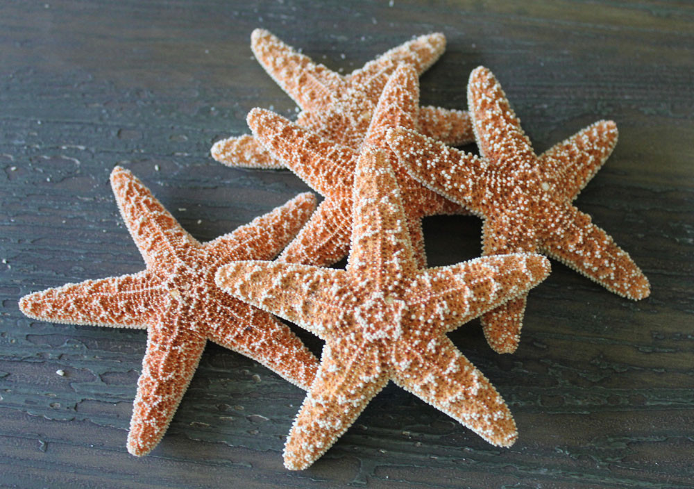 Small, Medium & Large Sugar Starfish - Sea Stars - Natural Sealife ...