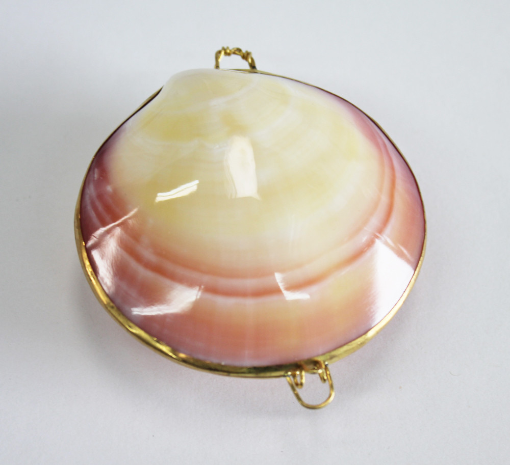 Polished Tiger Clam Coin Purse - Tigerina Clam Shell - Party Favors ...