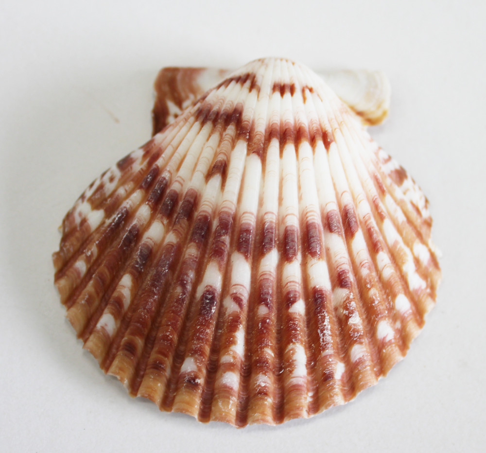 Pectin & Scallop Seashells - Shell Craft Supplies - California Seashell Co