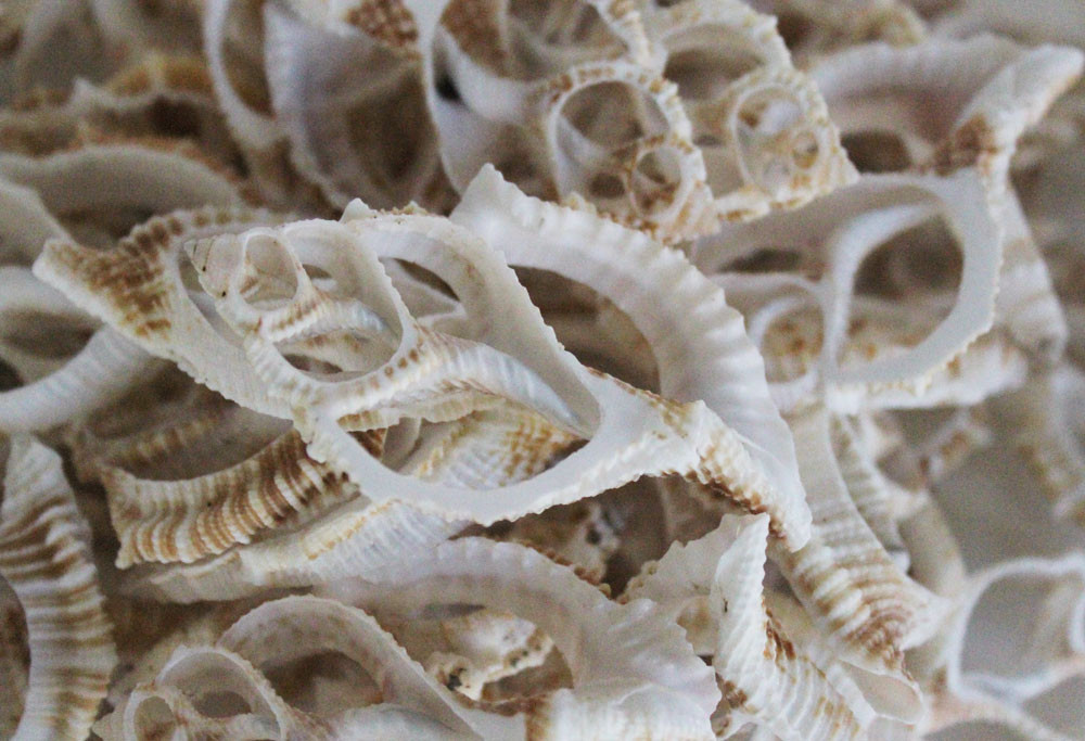 Sliced Seashells - Center Cut Shells - California Seashell Company