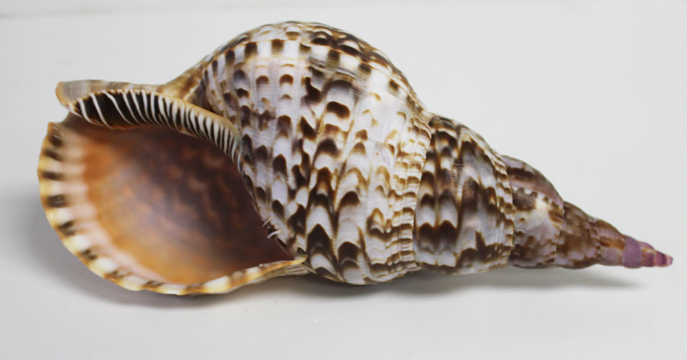 Cameo Seashells - Red Helmet Shell - California Seashell Company