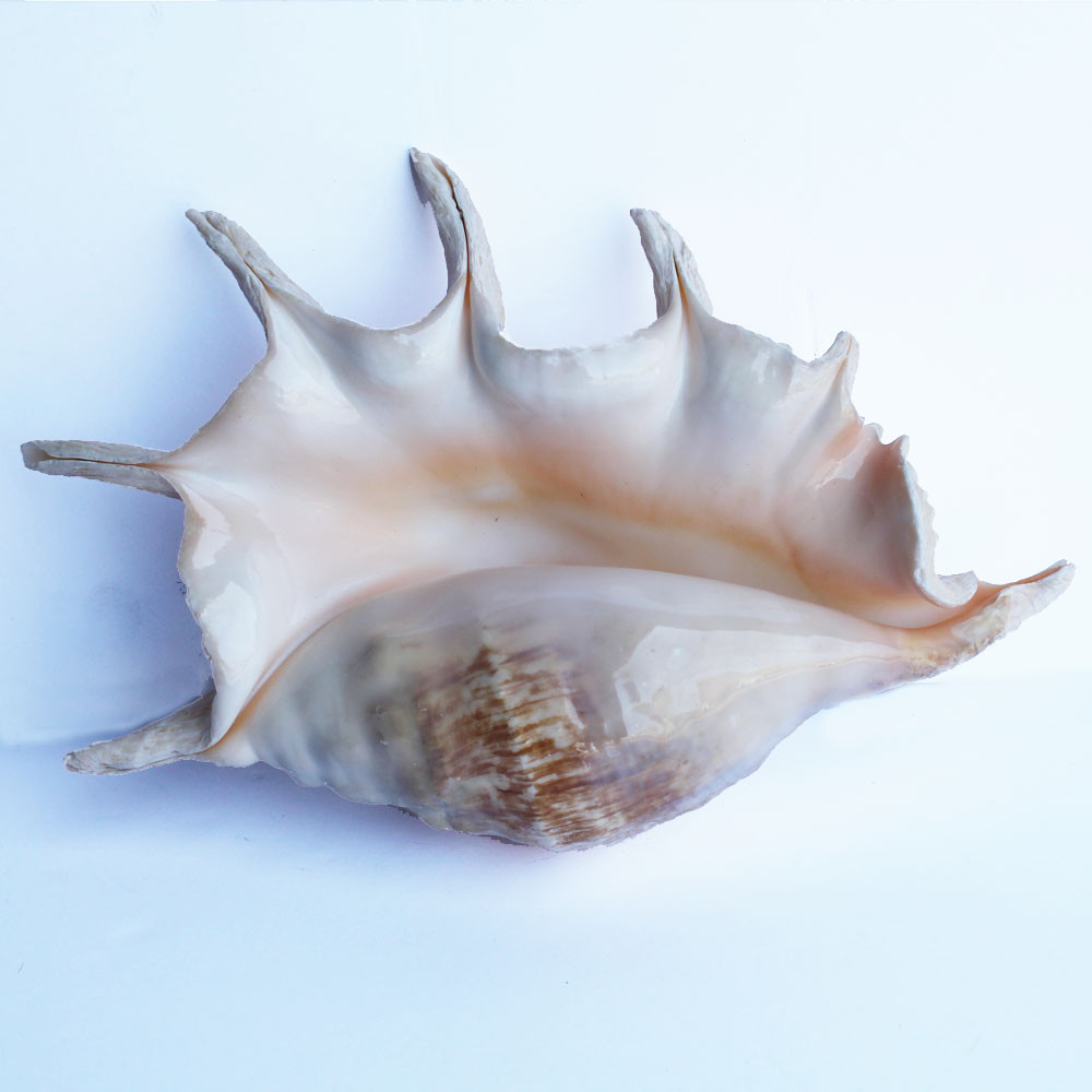 King Crown Conch Shell - Hermit Crabs Shells - California Seashell Company