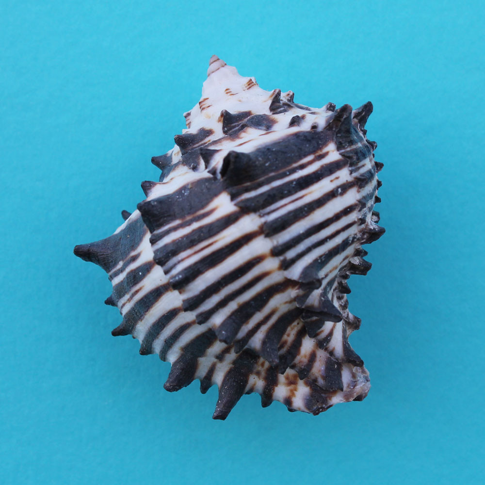 Black Murex - Murex Shells - California Seashell Company