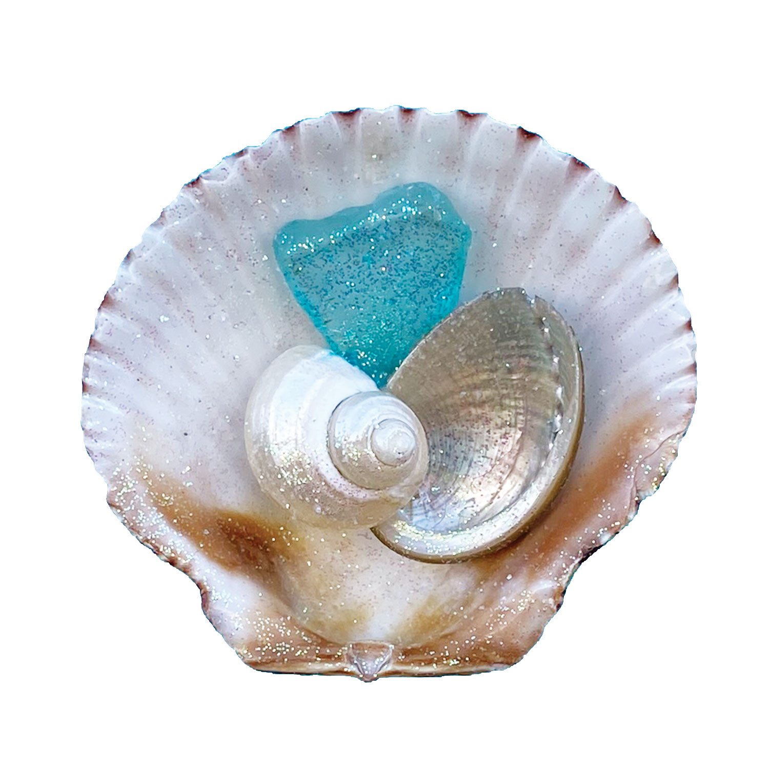 Handmade Seashell Decor • Shell Magnets - The California Seashell Co