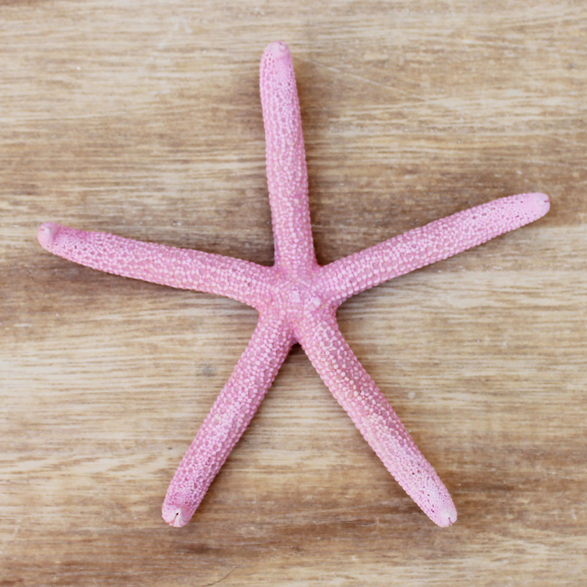Dyed Finger Starfish - Colorful Sea Stars - California Seashell Co