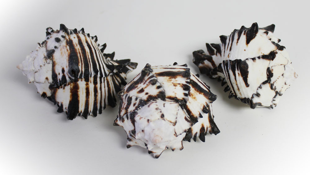 Black Murex - Murex Shells - California Seashell Company