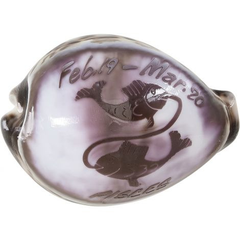 Zodiac Sign Carved Cowrie Seashells - Cowry Shells - California ...
