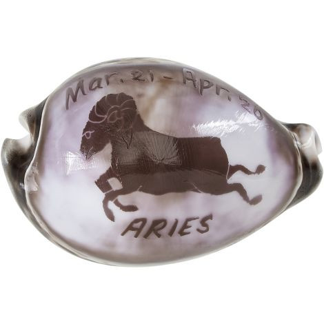 Zodiac Sign Carved Cowrie Seashells - Cowry Shells - California ...