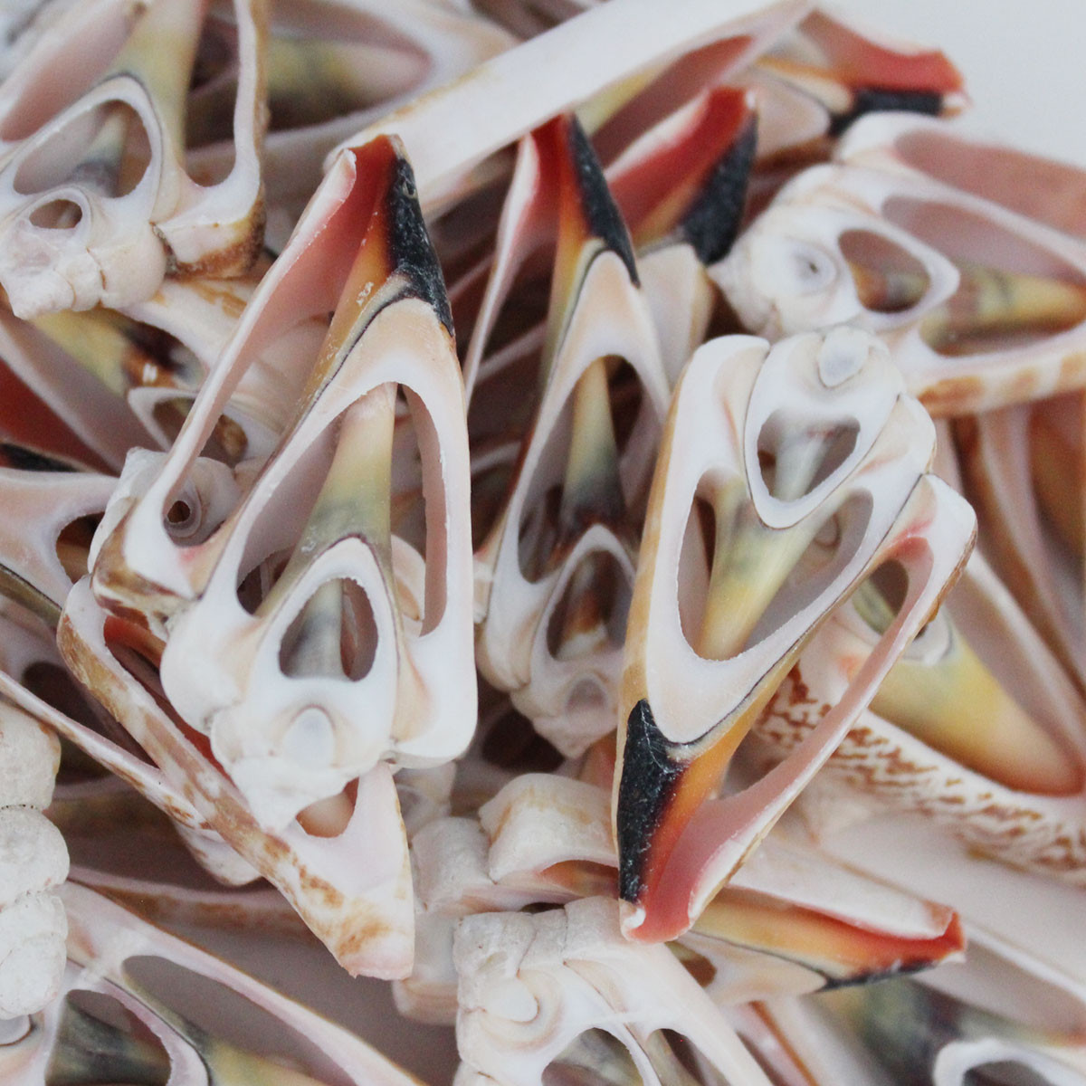 Strombus Urceus Seashell 100 Pieces - Bulk Craft Seashells - Center Cut ...