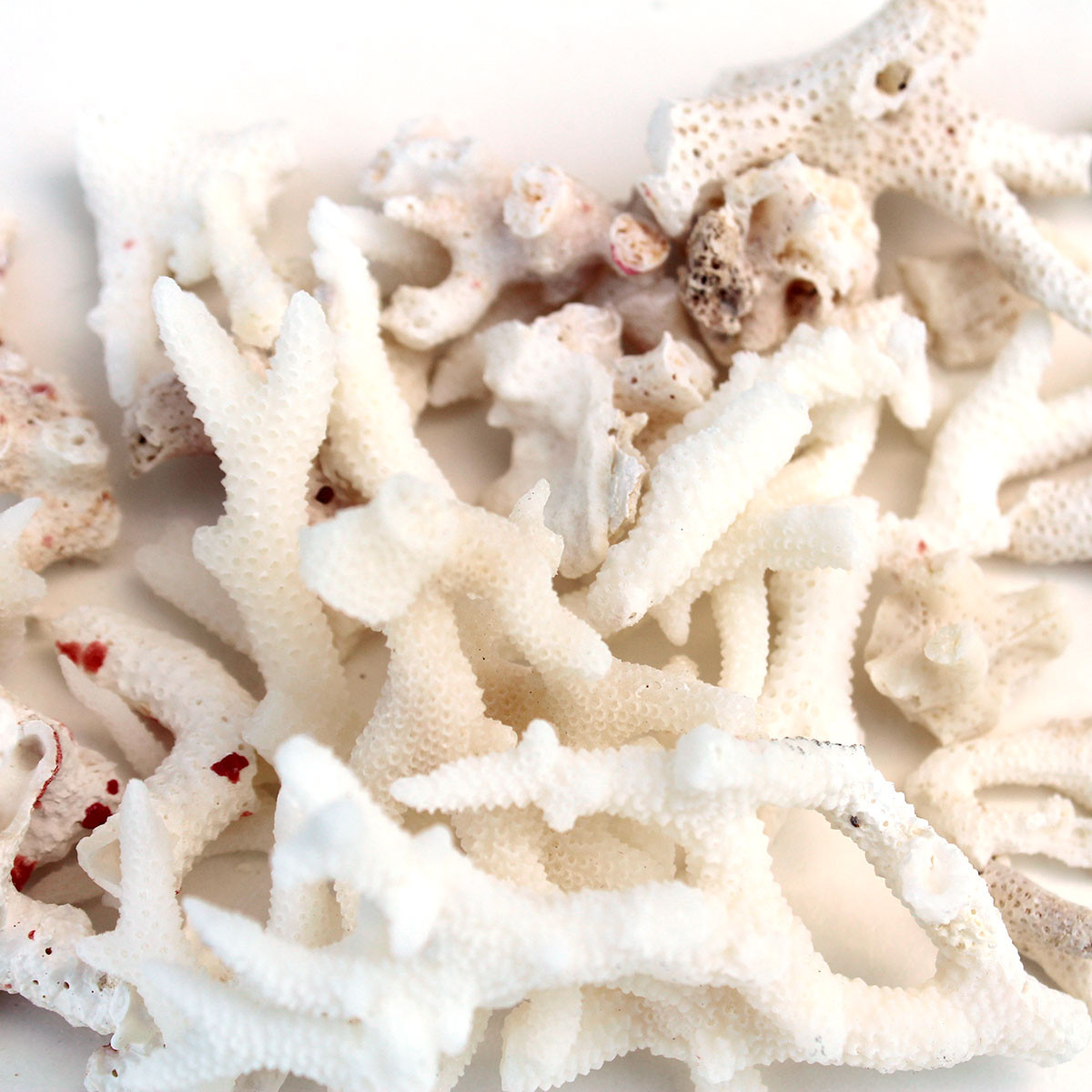 Coral Pieces - Natural Decorative Coral Chunks - California Seashell Co