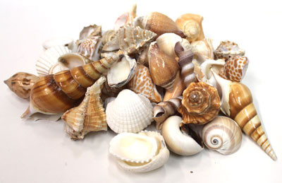 All White Mix of Large Seashells - Bulk & Craft Shells - Beach Wedding ...