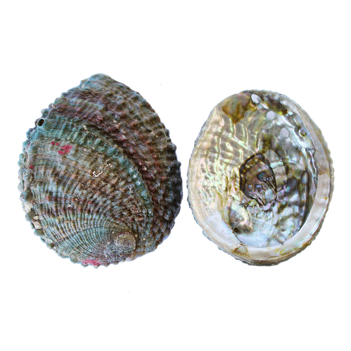 Abalone Seashells, Blue Green Abalone, Red Abalone • California ...
