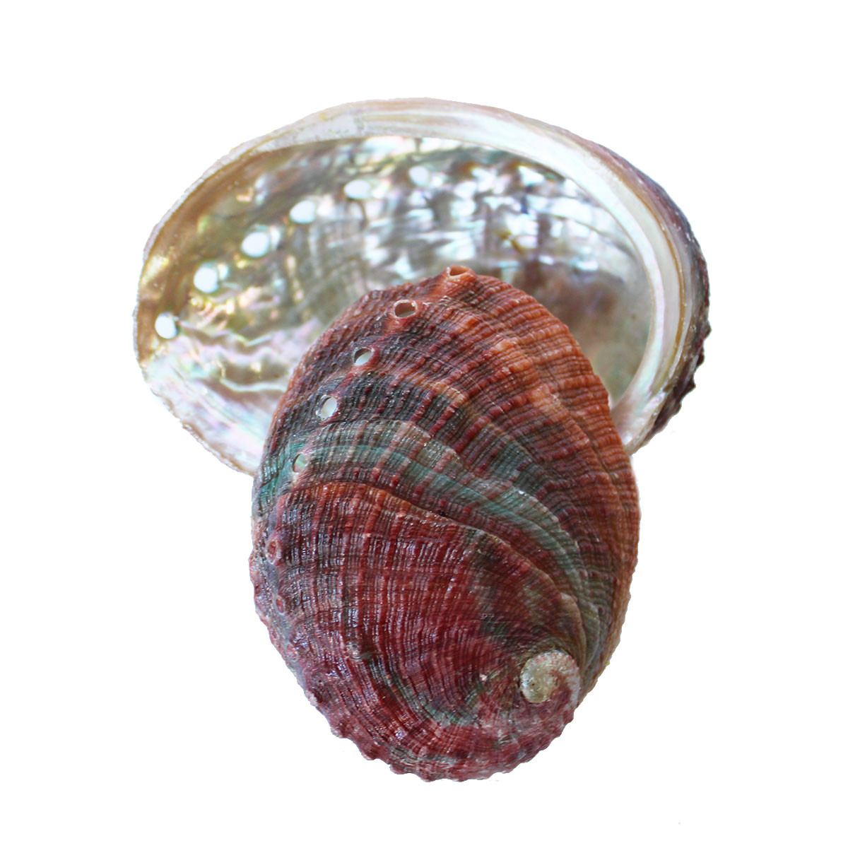 Abalone Seashells, Blue Green Abalone, Red Abalone • California ...