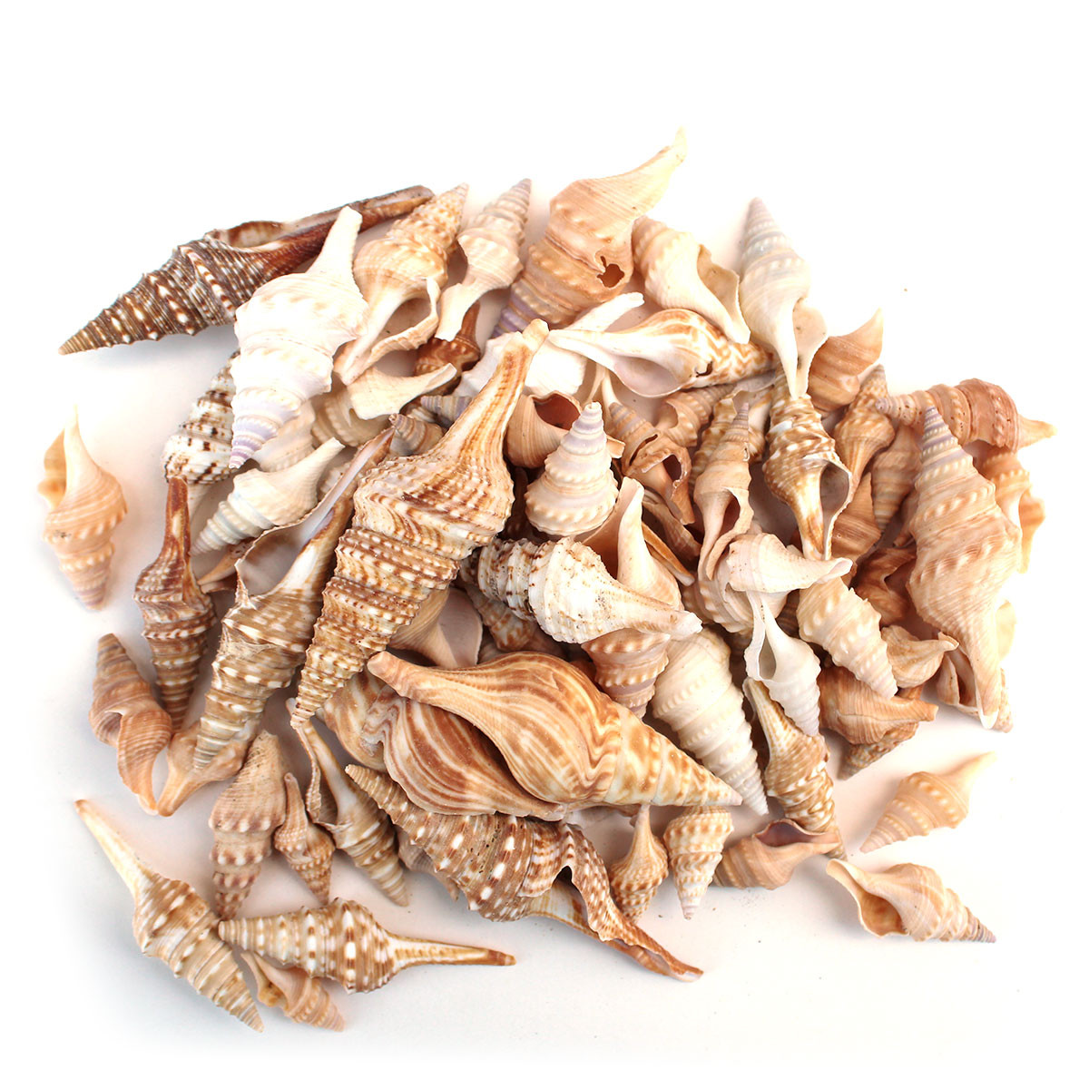 Buy Bulk Seashells for Crafts - Shells in Bulk - California Seashell