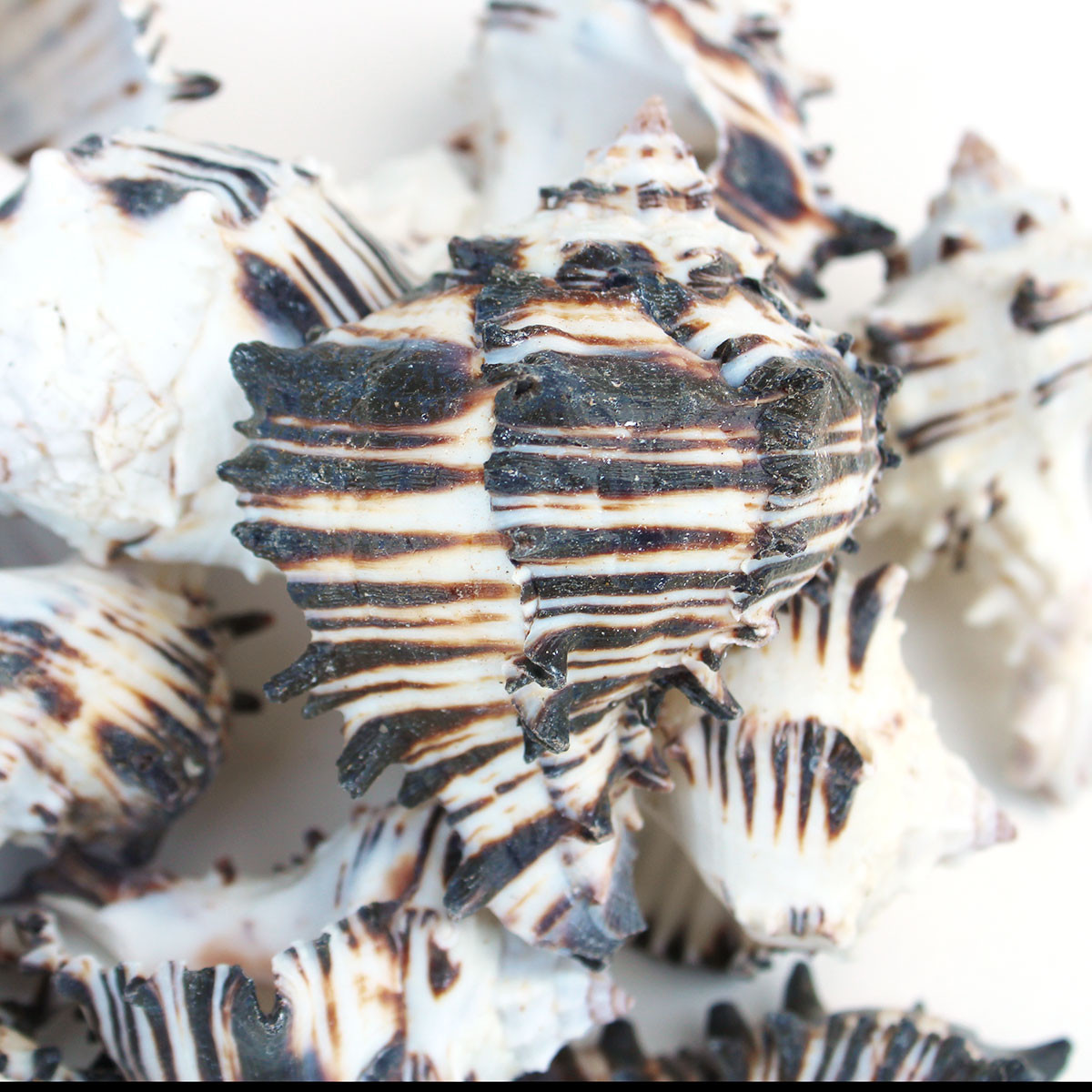 Black Murex - Murex Shells - California Seashell Company