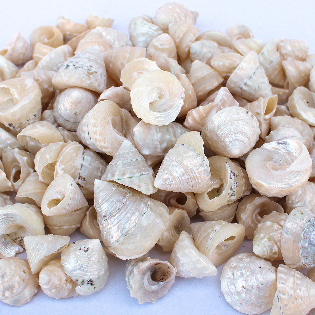 Pearl Trochus Cone Shell - Pearly Troca Seashells - California Seashell ...
