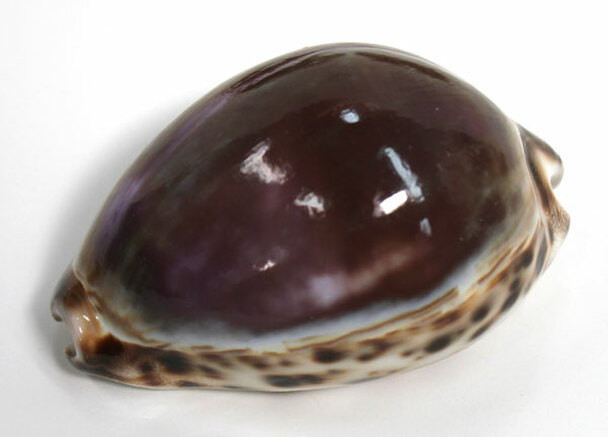 Purple Top Cowrie Seashells - Cowrie Shells - California Seashell Company