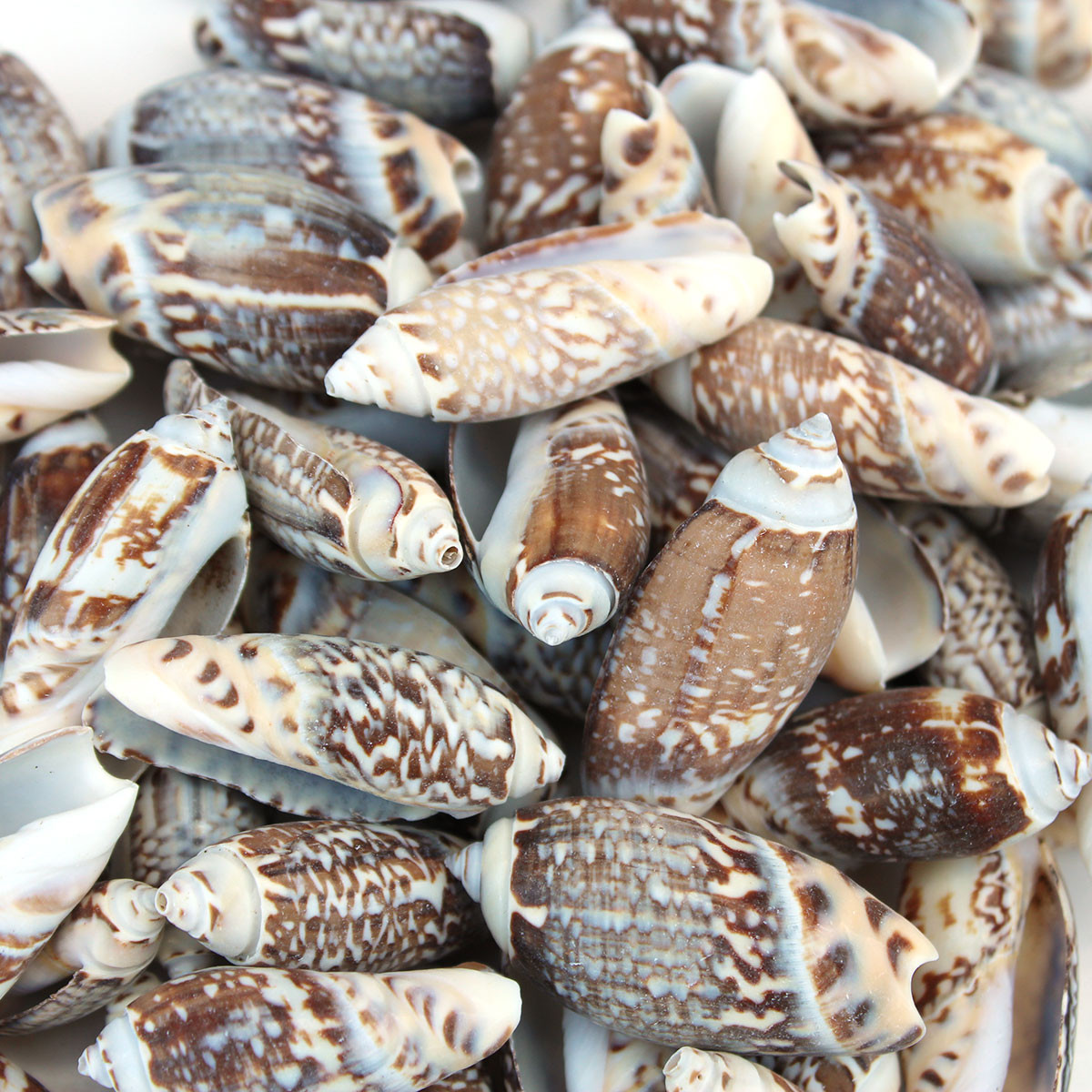 Buy Bulk Seashells for Crafts - Shells in Bulk - California Seashell