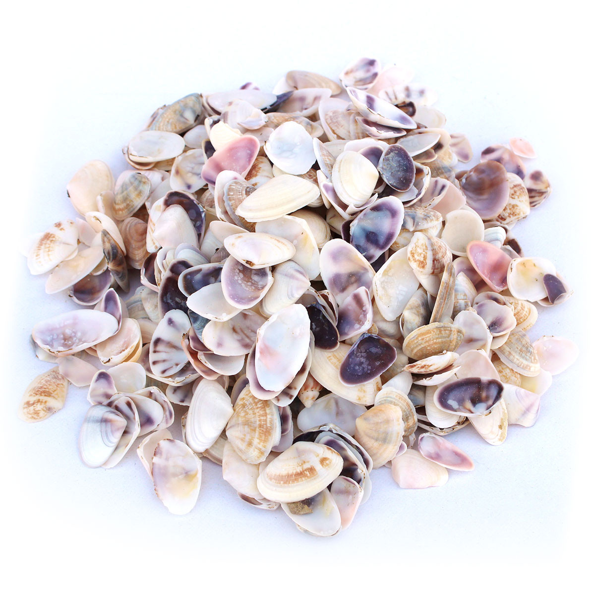 Small White & Purple Donax Seashells - Coquina - Bulk Craft Shells