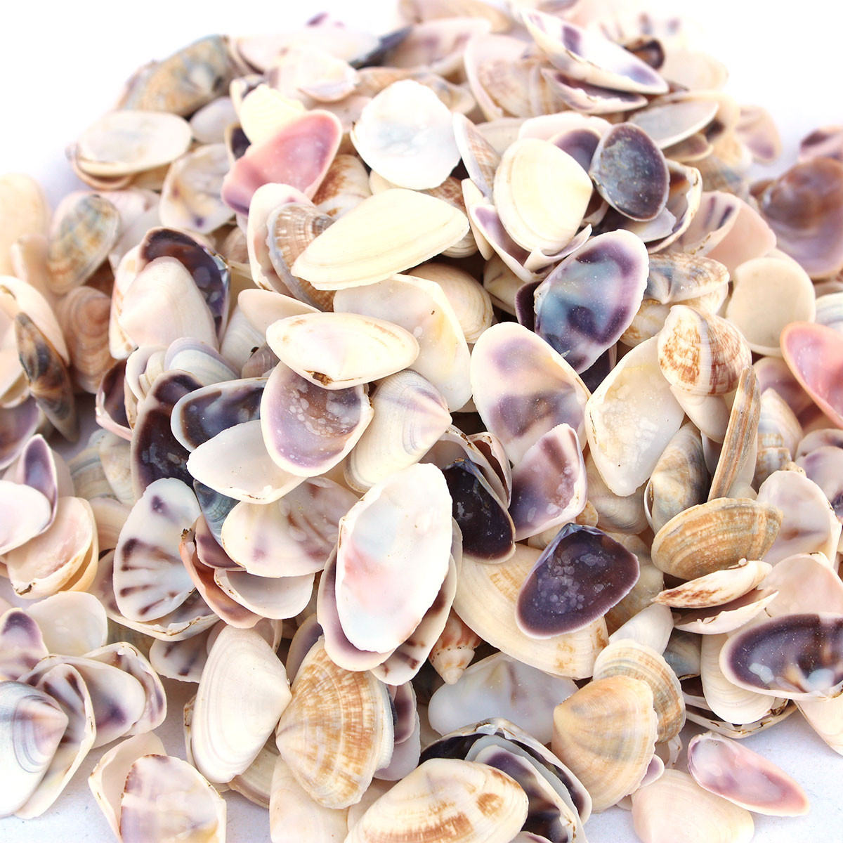 Small White & Purple Donax Seashells - Coquina - Bulk Craft Shells