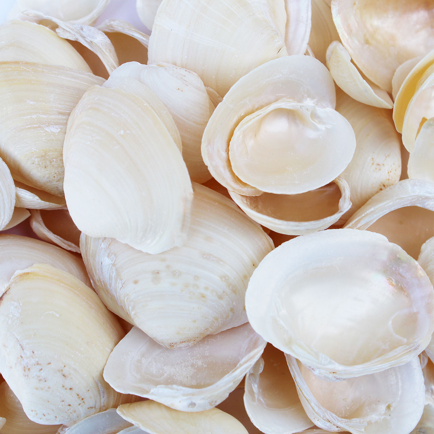 Jingle Shells - Anomia Simplex - Clam Shell - Bulk Craft Shells