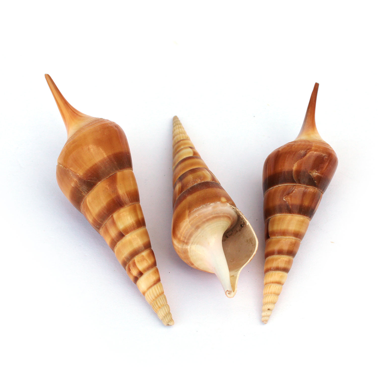 Brown Tibia Curta Seashells - Conch Shells - California Seashell Company