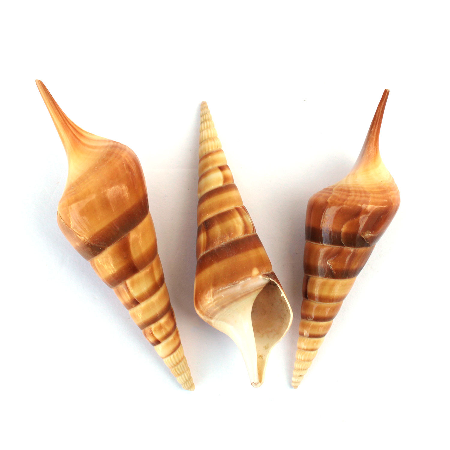 Brown Tibia Curta Seashells - Conch Shells - California Seashell Company