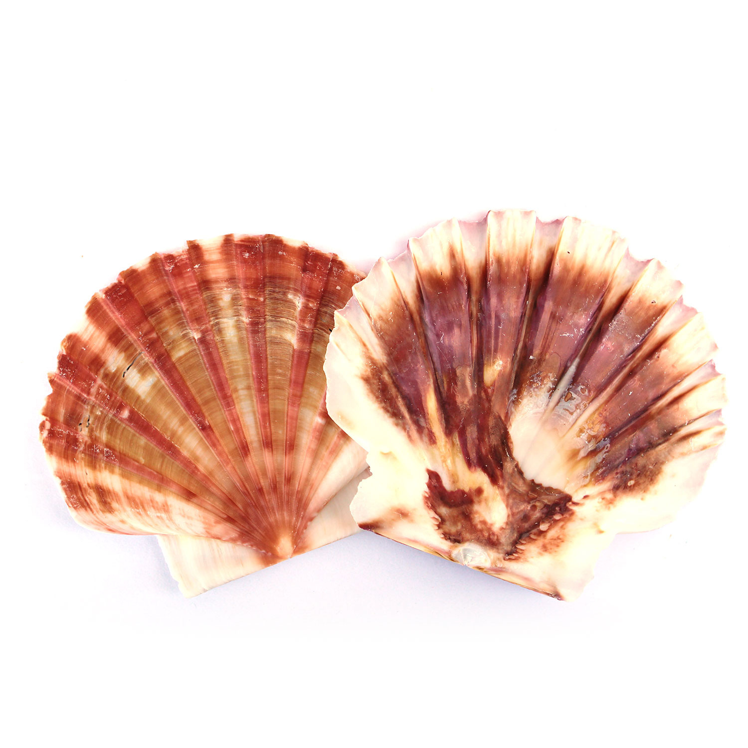 Calico Pectin Seashells - Scallop Craft Shells - Colorful Bulk Seashells