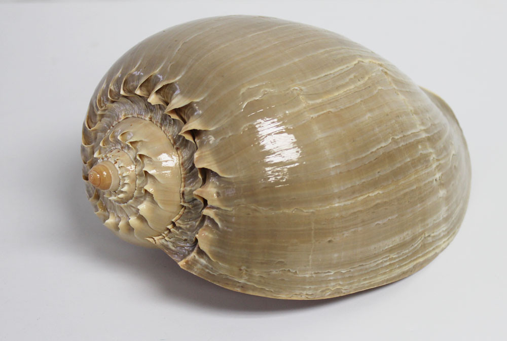 Large Decorative Seashells for Sale - The California Seashell Company