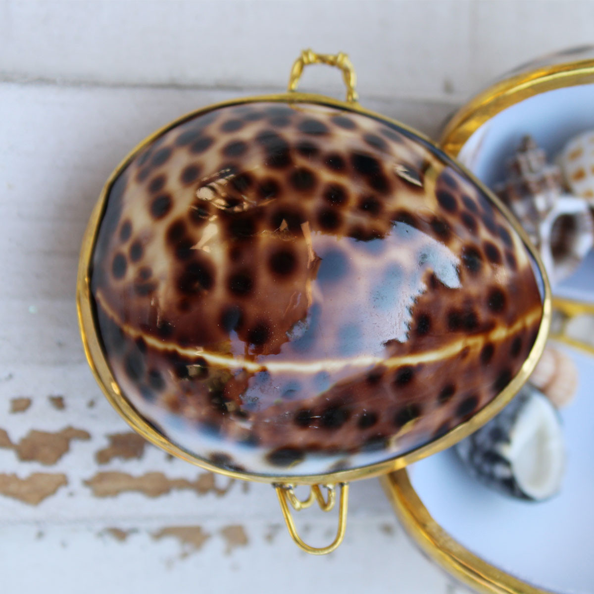 Polished Tiger Clam Coin Purse - Tigerina Clam Shell - Party Favors ...