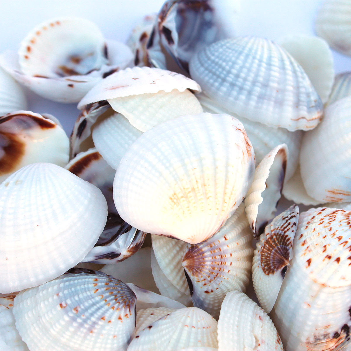 Oyster Seashells & Clam Shells for Sale • The California Seashell Company