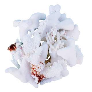 Coral Pieces - Natural Decorative Coral Chunks - California Seashell Co