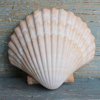 Pectin & Scallop Seashells - Shell Craft Supplies - California Seashell Co