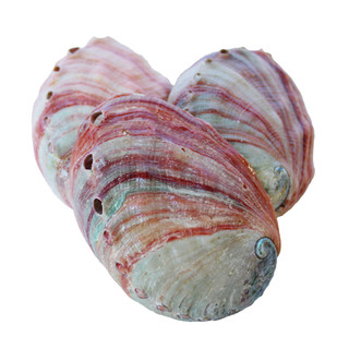Abalone Seashells, Blue Green Abalone, Red Abalone • California ...