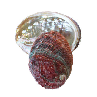 Abalone Seashells, Blue Green Abalone, Red Abalone • California ...