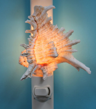 Handmade Sea Shell Night Lights - The California Seashell Company