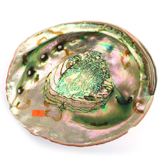 Abalone Seashells, Blue Green Abalone, Red Abalone • California ...