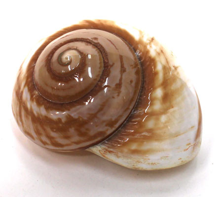 Medium Seashells for Sale - Turbo Shells - California Seashell Company