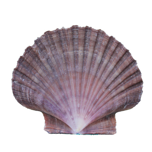 Mexican Flat Seashells - Brown Scallop Shell - California Seashell Company