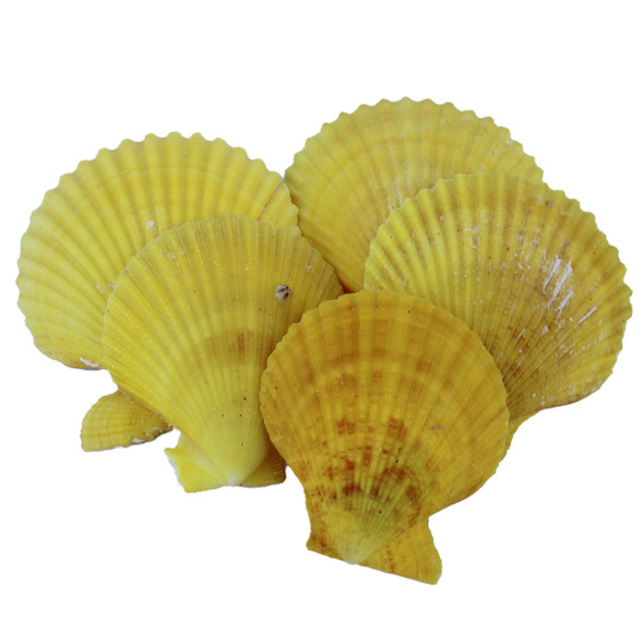 Calico Pectin Seashells - Scallop Craft Shells - Colorful Bulk Seashells