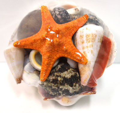 Yellow Cup Seashell - Scallop Shell - California Seashell Co