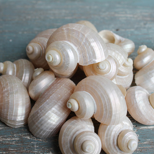 Turban Shells - Turbo Seashells - Decorative Shells - California ...