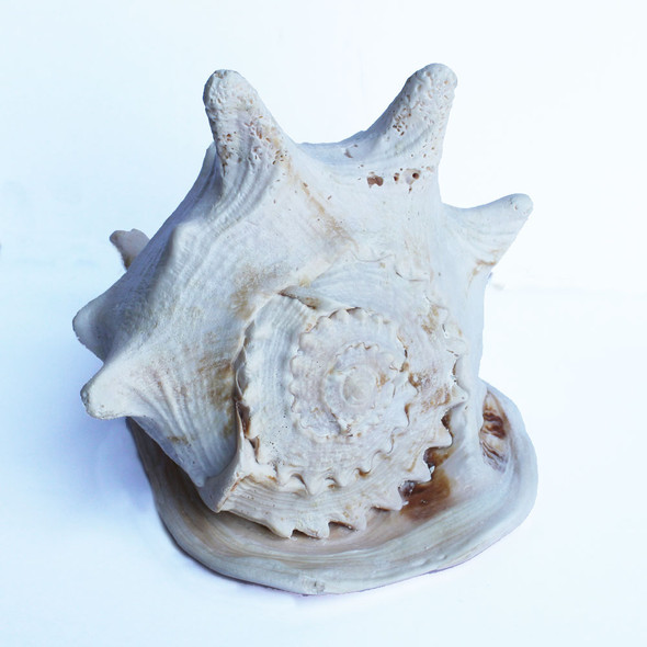 Melon Shells - Large Bailer Shell - California Seashell Company