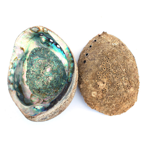 Blue & Green Abalone Seashells - Ear Shells - California Seashell Company
