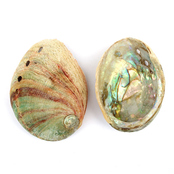 Blue & Green Abalone Seashells - Ear Shells - California Seashell Company