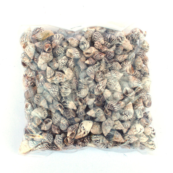 Black Littorina Seashells - Bulk Craft Shells - Gastropod, Marine Mollusk