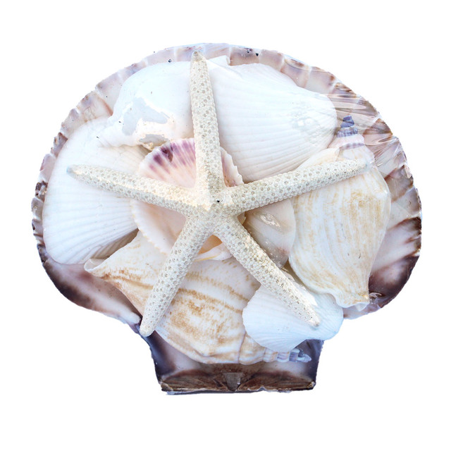 Seashell Mixes - Shell Baskets & Assortments - California Seashell Co