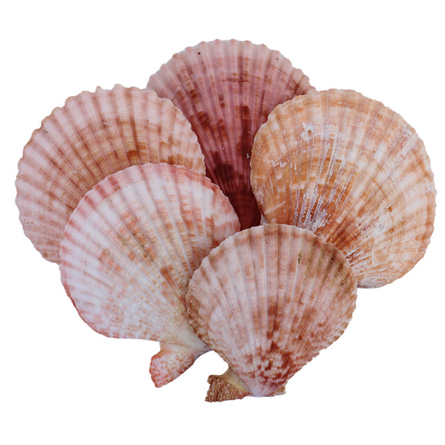 Pectin & Scallop Seashells - Shell Craft Supplies - California Seashell Co