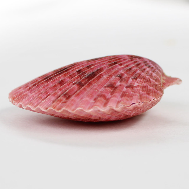 Pectin & Scallop Seashells - Shell Craft Supplies - California Seashell Co